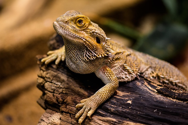 How Big Does a Bearded Dragon Get? - ReptileStartUp.com