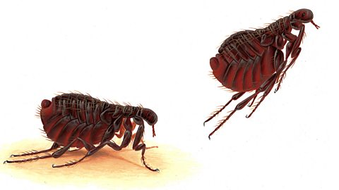 Unveiling the Fascinating Flea Life Cycle & Behavior