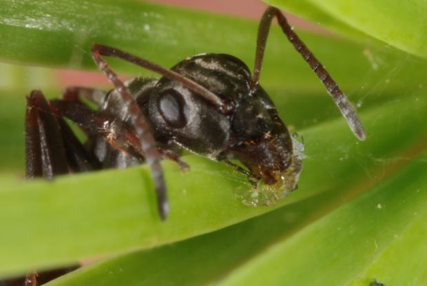 What Do Ants Eat? Exploring the Fascinating Dietary Habits of Ants
