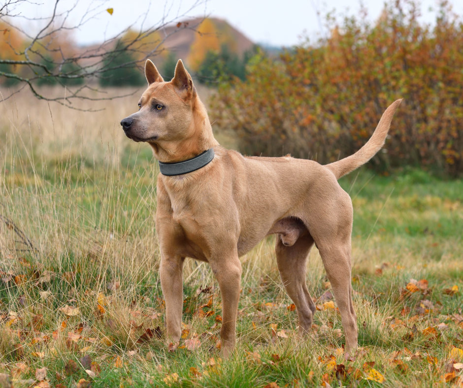 Thai Ridgeback - Dog Breed Information & Characteristics - FurLyfe!