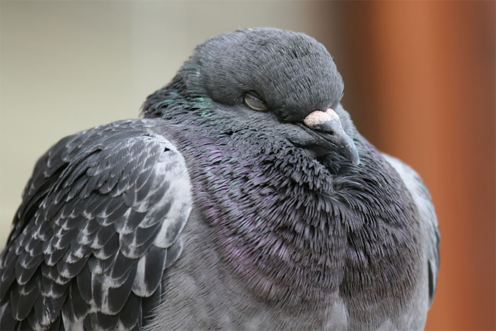 Unveiling the Mystique: How Pigeons Puff Up