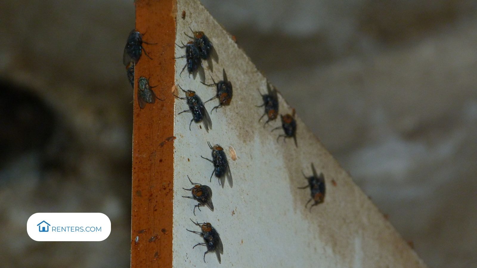 Do House Flies Bite? Learn the Truth Behind Their Behavior