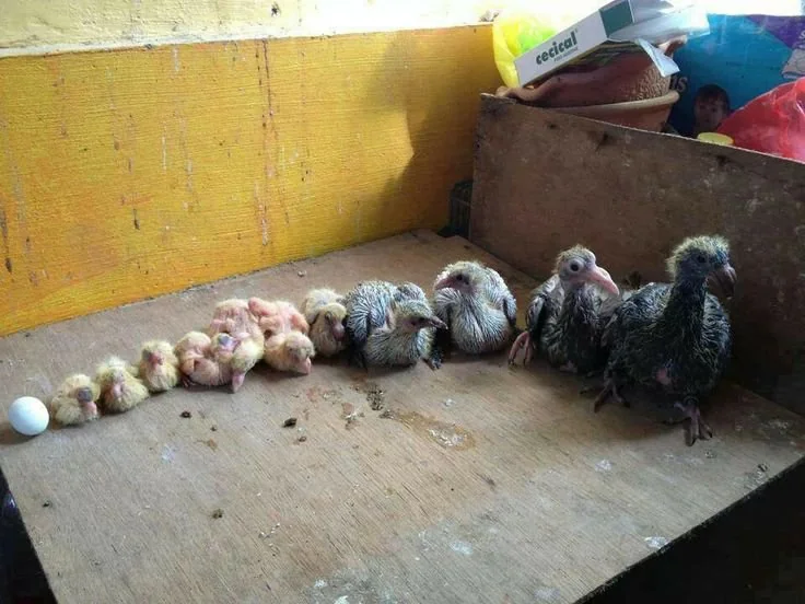 Pigeon Weight: Revealing the Surprising Truth