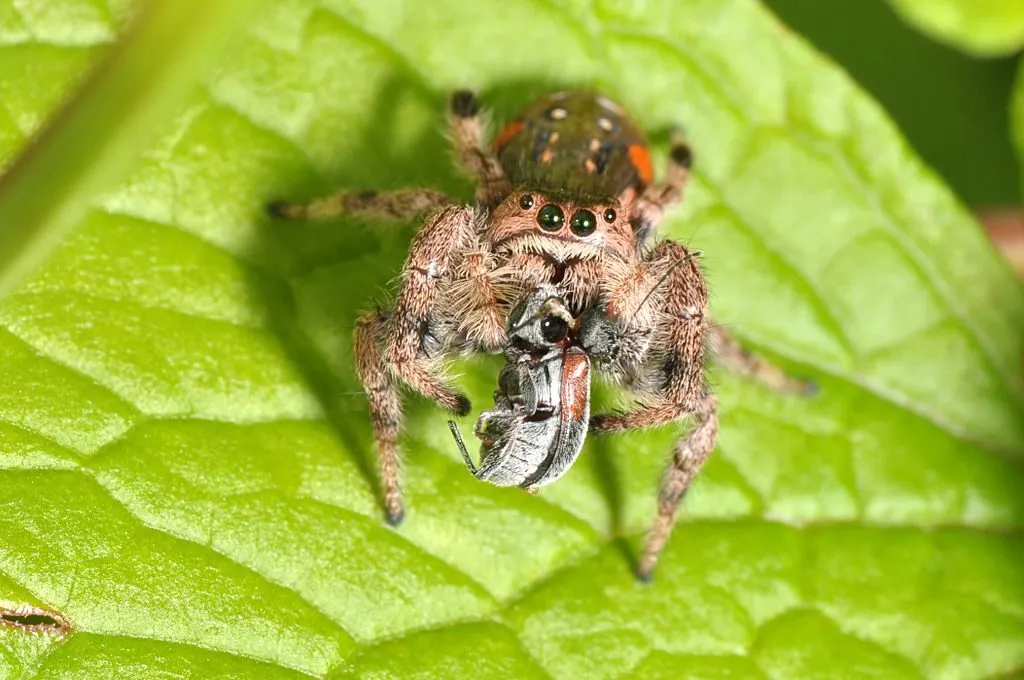 Unveiling Spider Myths: Insights into Symbolism