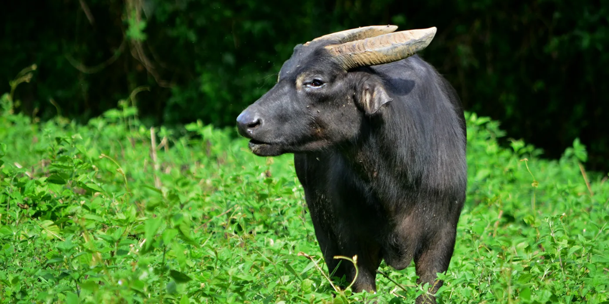 9 Interesting Animals In Indonesia