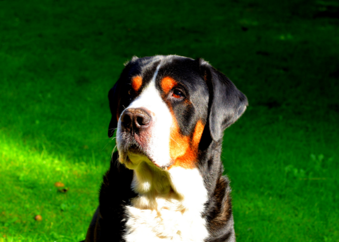 23 Cold Weather Dog Breeds (That Love Snow and Winter!)