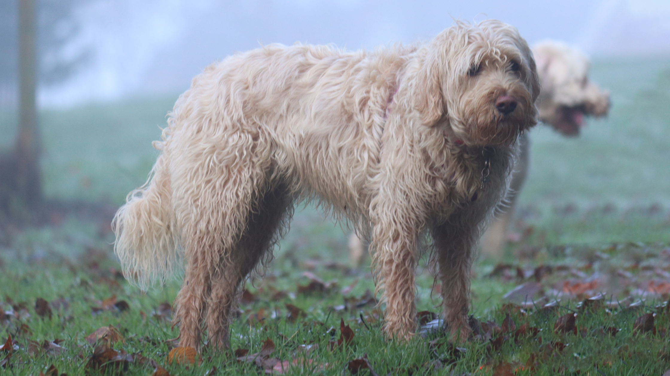 Otterhound - FurLyfe!