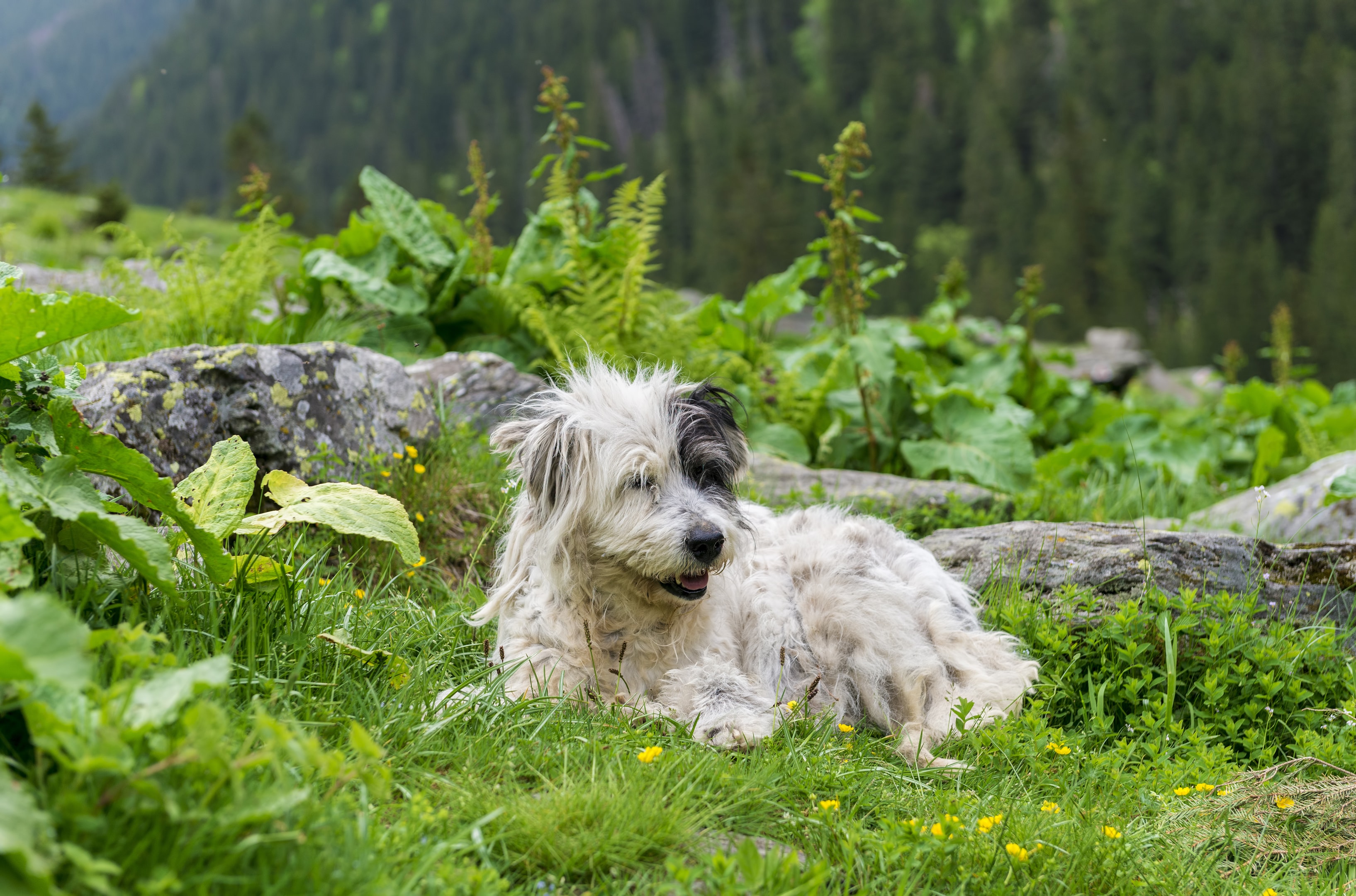 Romanian Mioritic Shepherd Dog - FurLyfe!