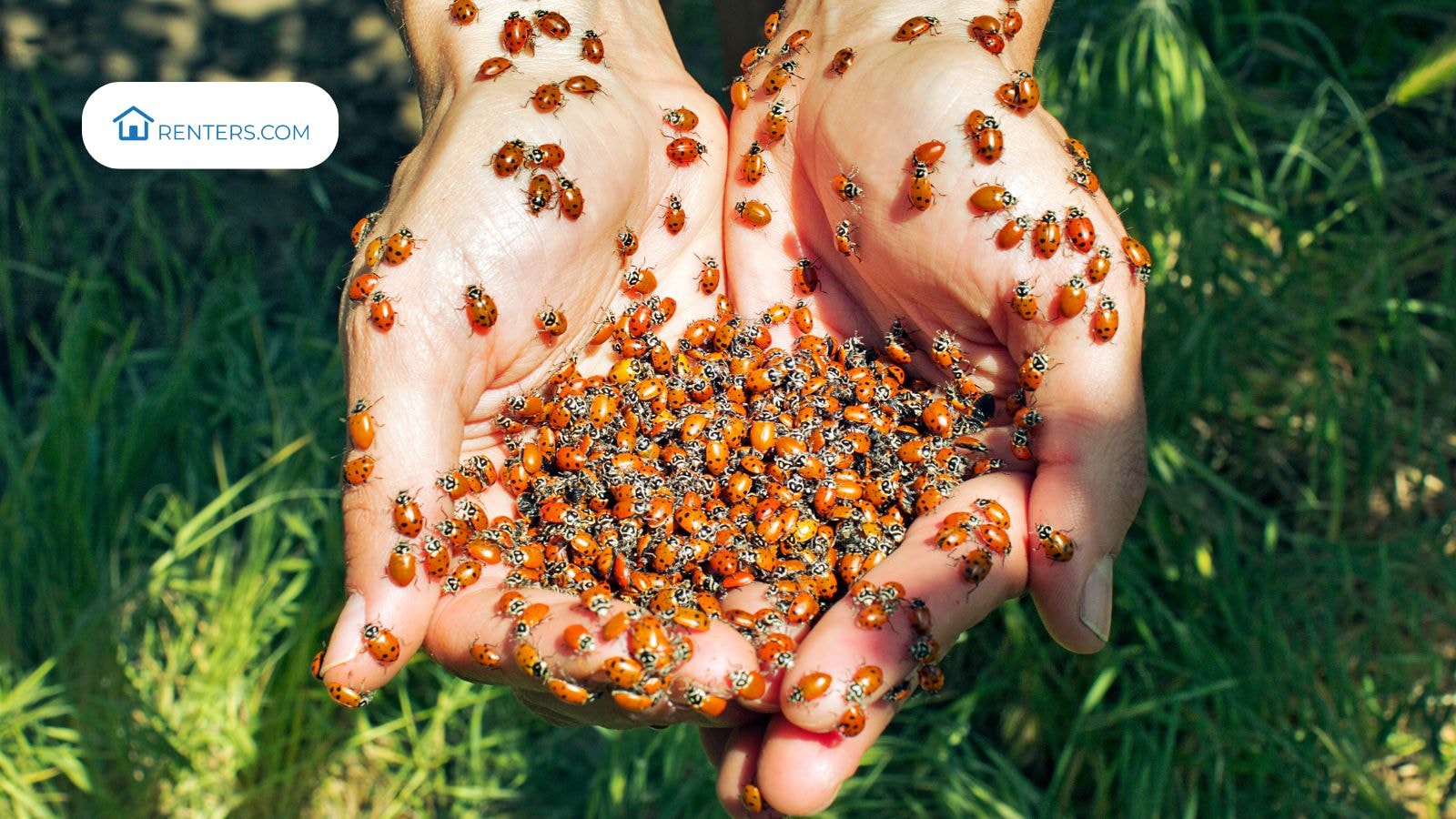 How to Get Rid of Ladybugs in Your House Quickly and Safely