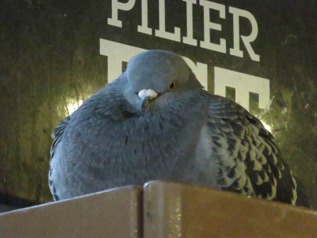 Fascinating Avian Speed: How Fast Can a Pigeon Fly?