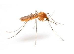 Benefits Of Mosquito Control For A Pest-free Yard | Mosquito Busters Of ...