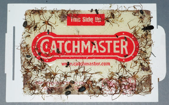 Ultimate Guide: Eliminating Camel Spiders - Expert Tips