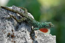How Long Do Lizards Live in Florida? - ReptileStartUp.com