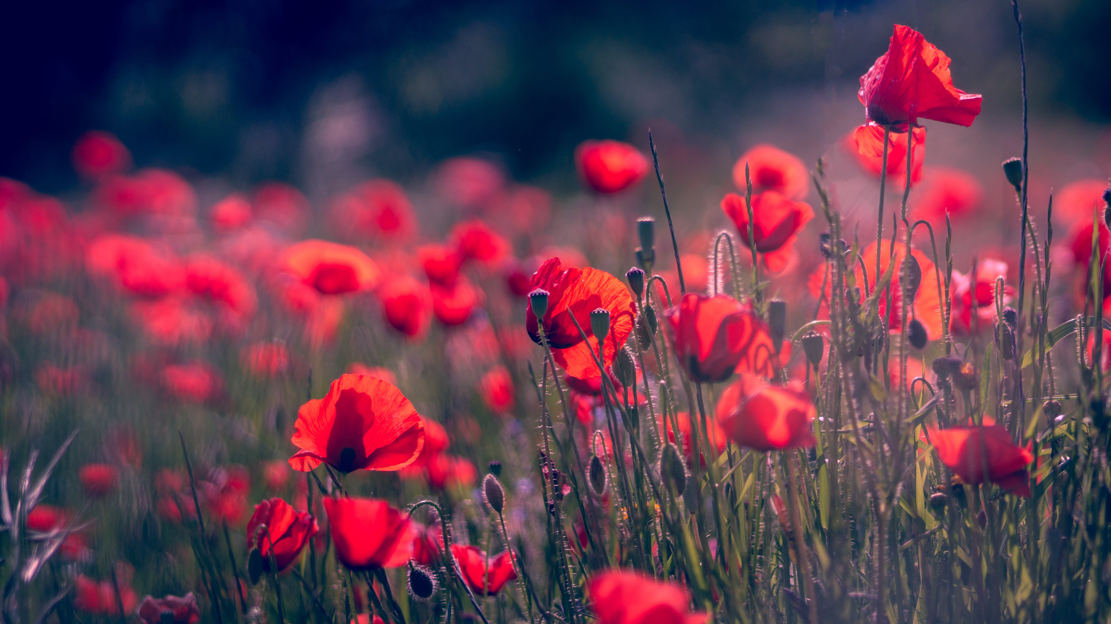 Spanish Flower Names: A Guide to Spanish Blossoms.