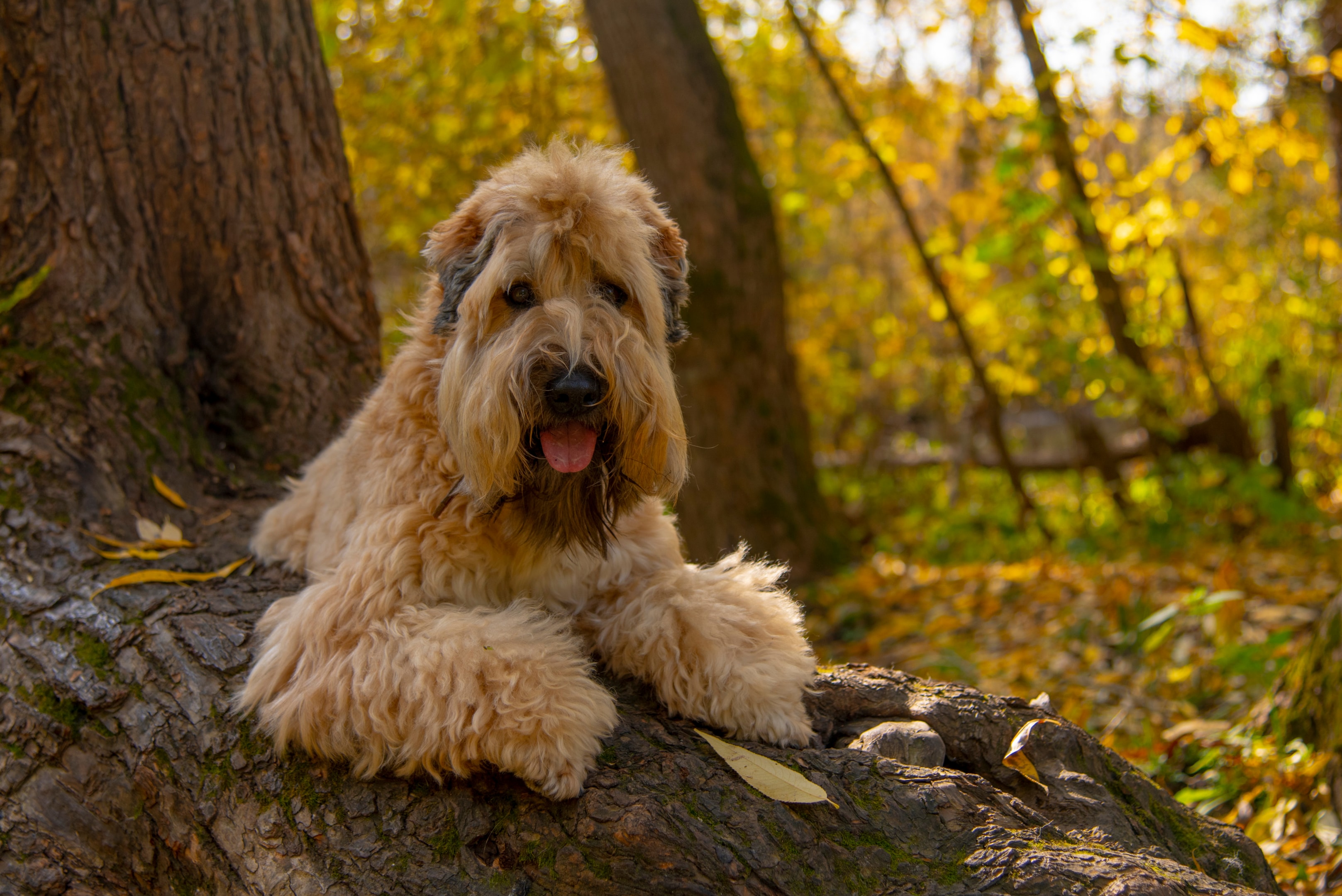 Soft Coated Wheaten Terrier - FurLyfe!