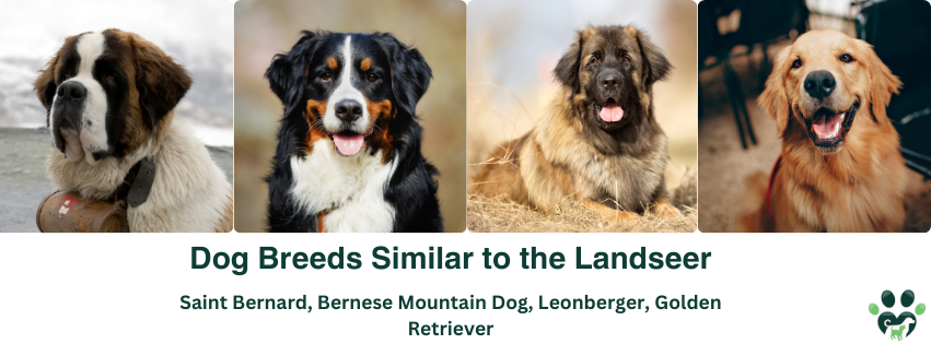 Landseer - FurLyfe!