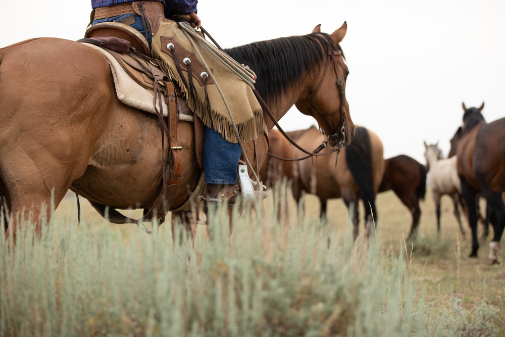 Best Horse Breeds for Trail Riding - Everday Equine