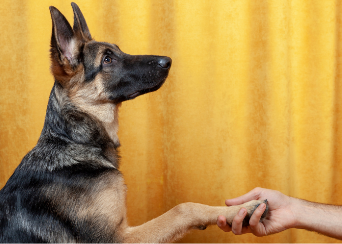 13 Dog Breeds That Use Their Paws A Lot (With Pictures)