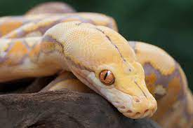 Albino Ball Python Morph Guide And Care Sheet - ReptileStartUp.com