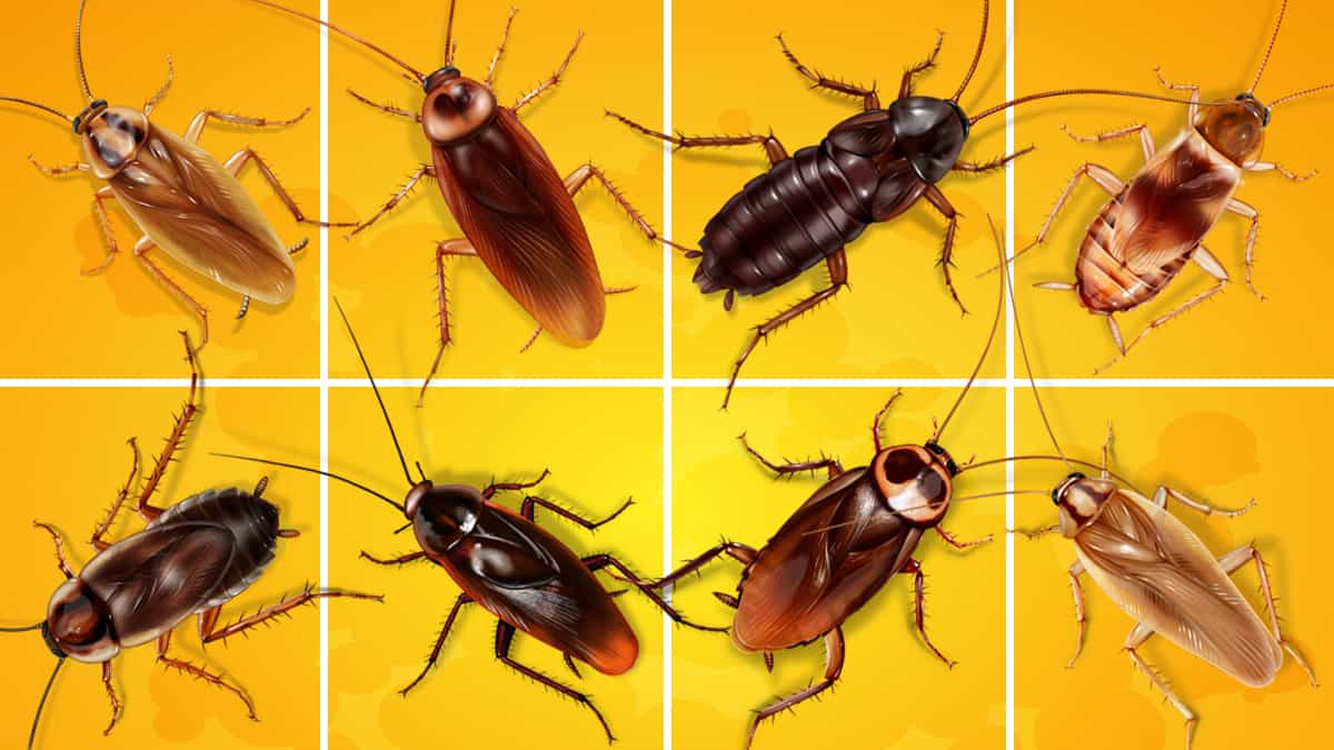The Ecological Role of Roaches: Unveiling Their Purpose