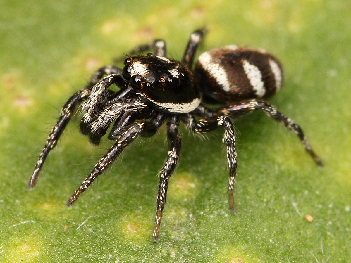 Zebra Spiders: Debunking the Poisonous Myth