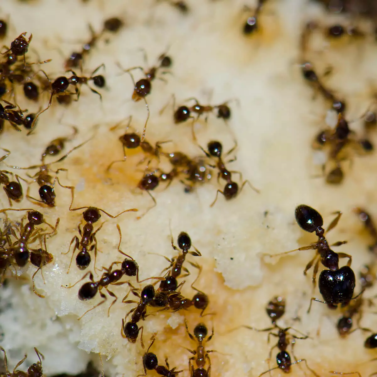 Lure a Queen Ant: Expert Tips to Draw Her Out of the Nest