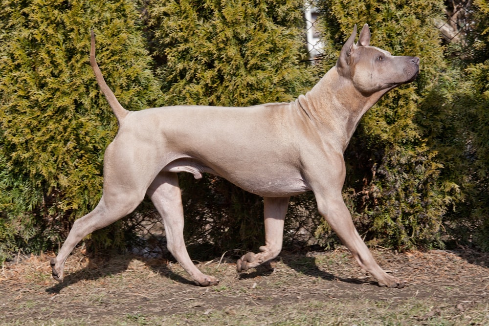 Thai Ridgeback - Dog Breed Information & Characteristics - FurLyfe!