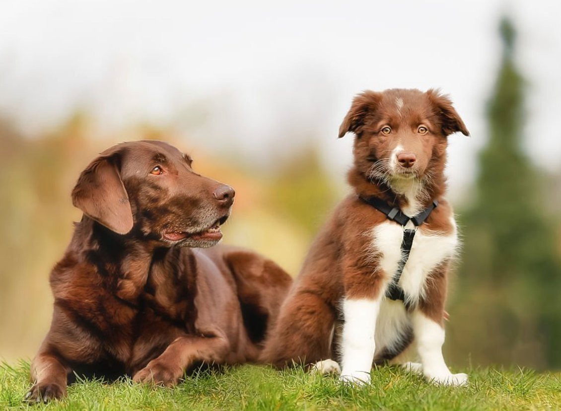 Border Collie Lab Mix Breed Profile & complete Guide
