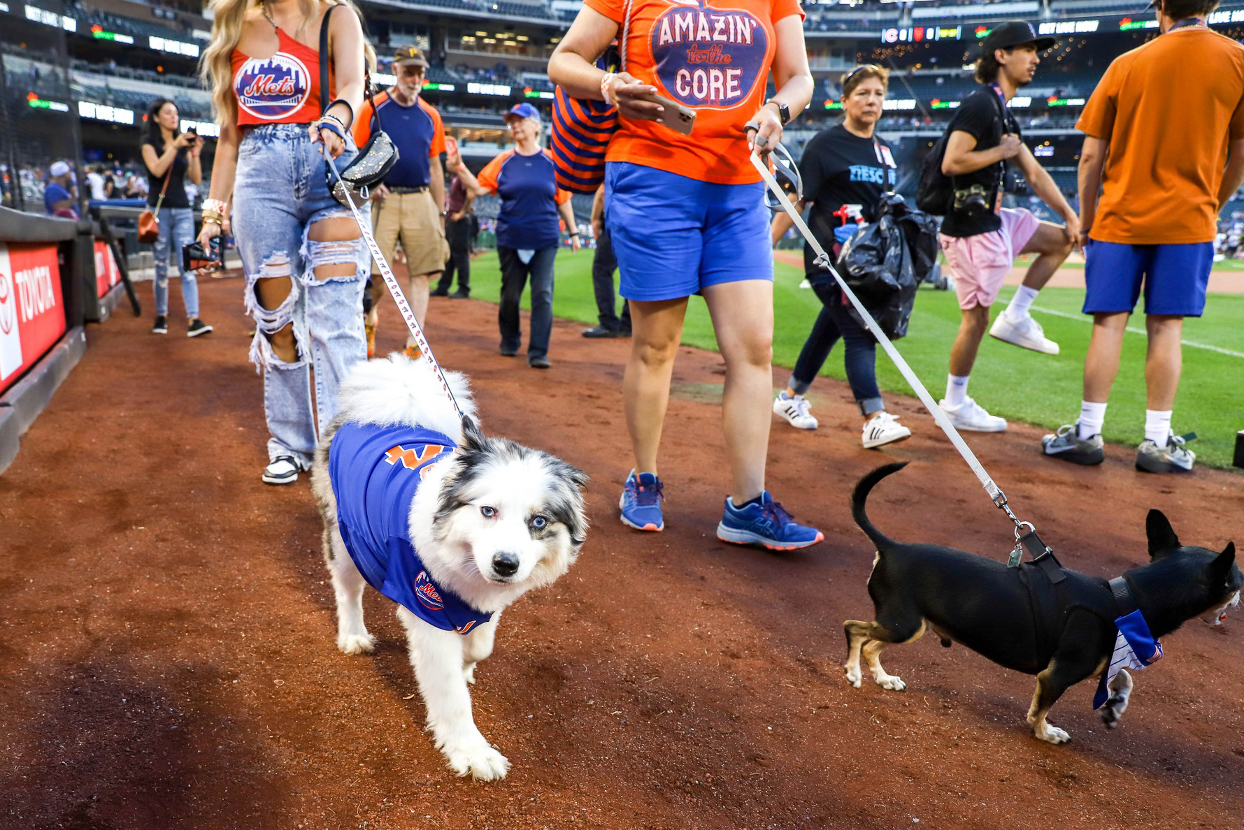 Dog-Friendly Baseball Games: Major League 2026 - CityDog Magazine