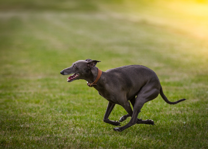13 Most Popular Tall Skinny Dog Breeds (With Pictures!)