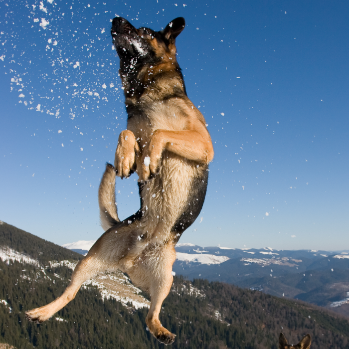 How Cold Can a German Shepherd Tolerate (Safety Advice)