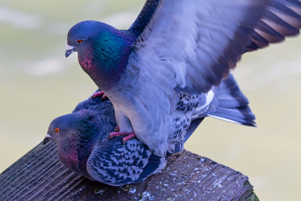 Pigeon Mating: Unveiling the Bond and Monogamy of Pairs