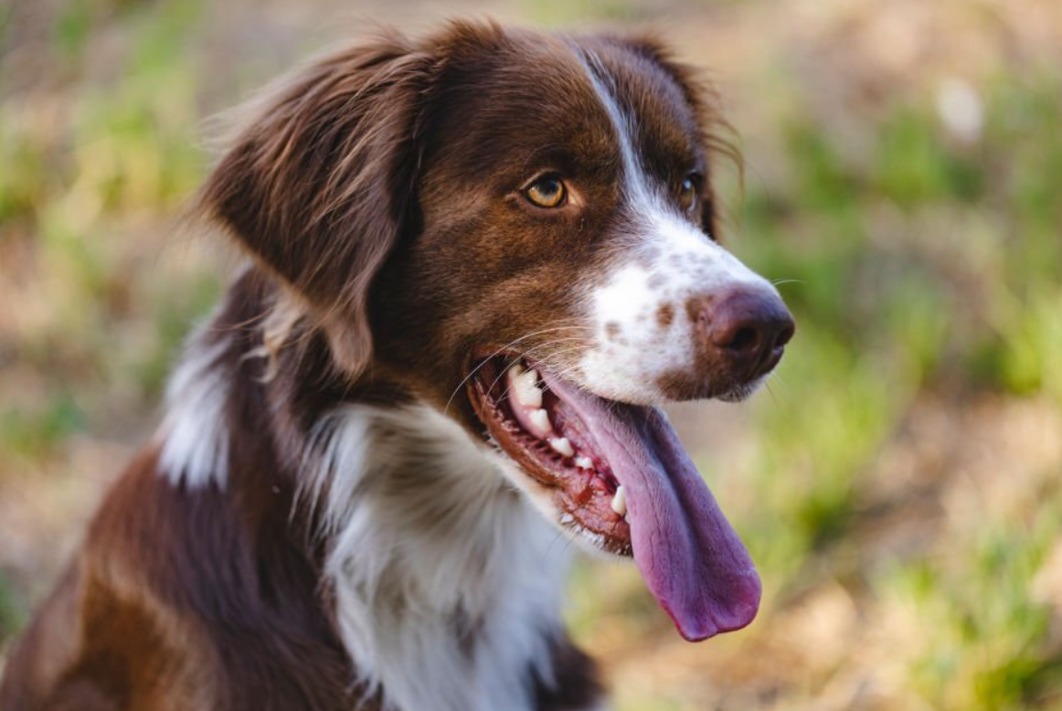 Border Collie Lab Mix Breed Profile & complete Guide