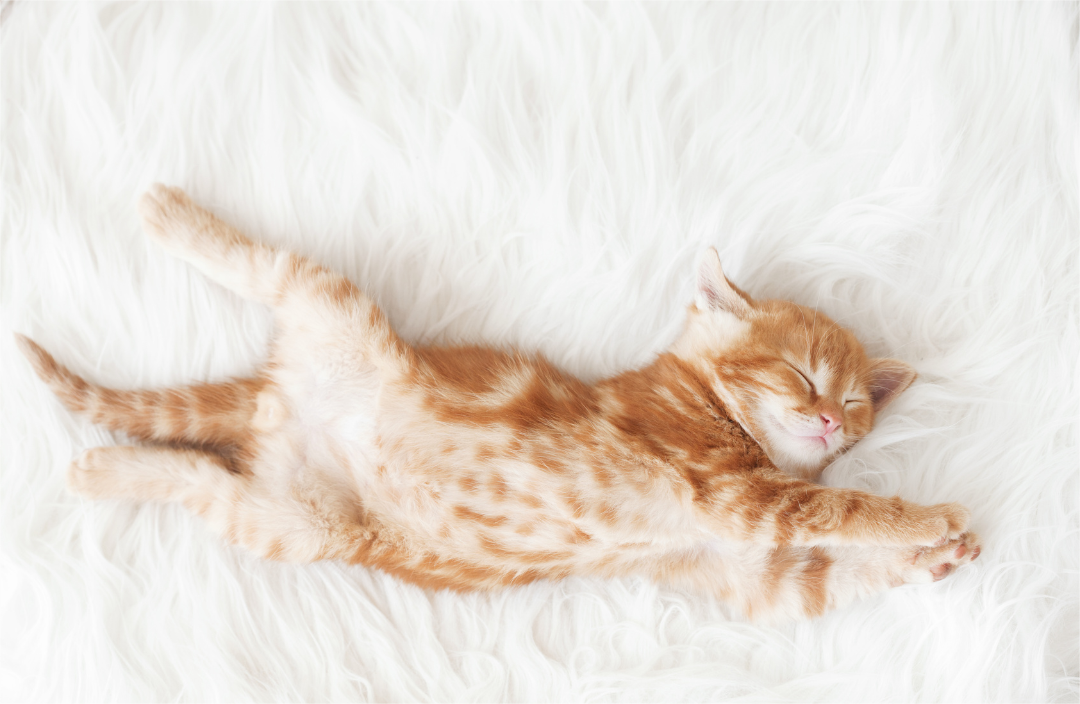 Animal Shelter Fundraiser: 5 Ideas & 12 Tips | *spotfund