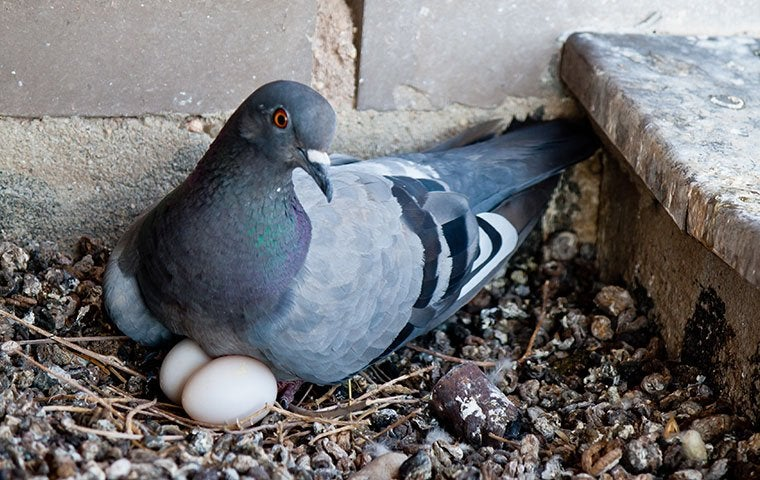 Unveiling the Mystery: Pigeon Egg Appearance Decoded