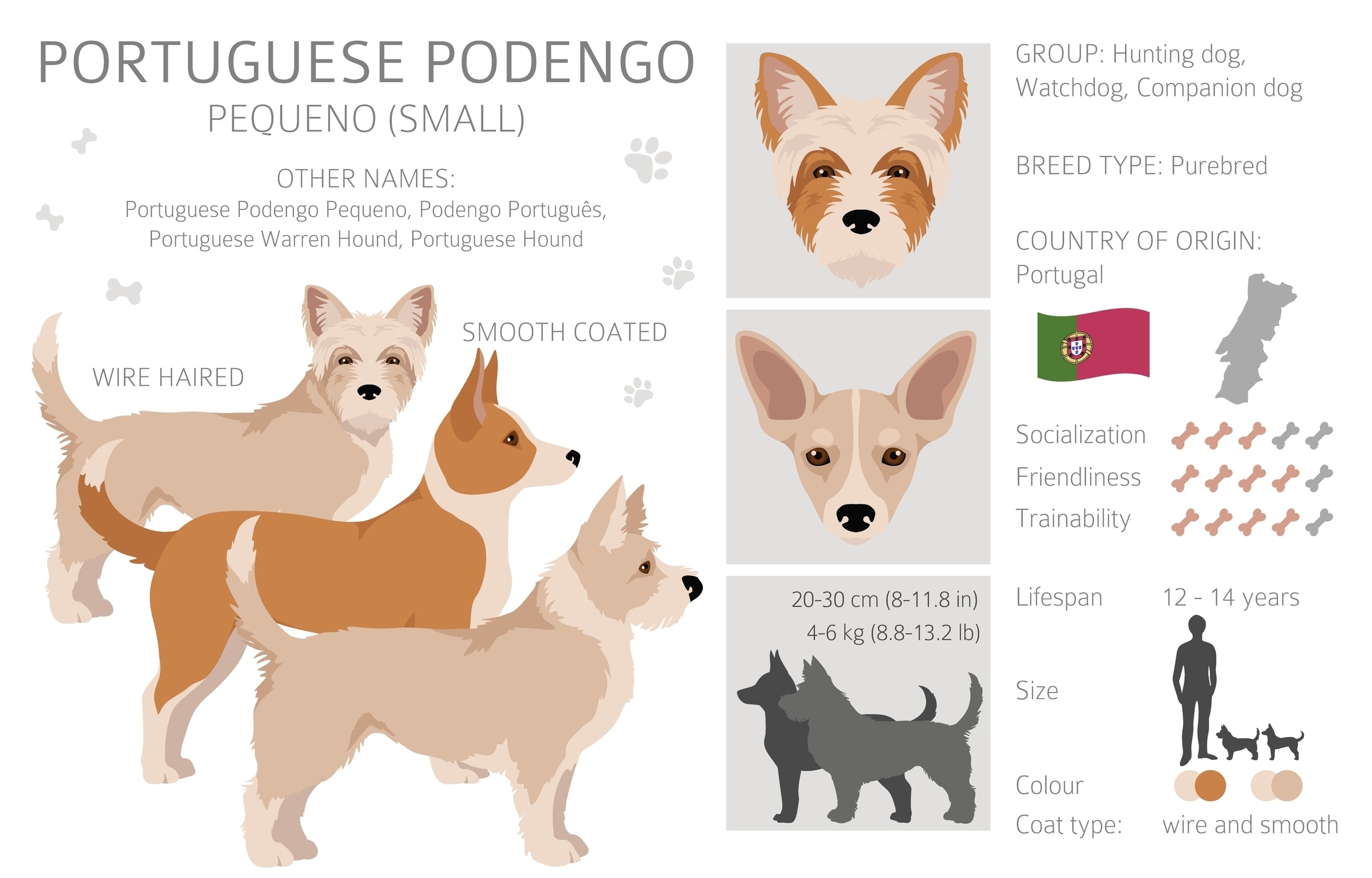 Portuguese Podengo Pequeno - FurLyfe!