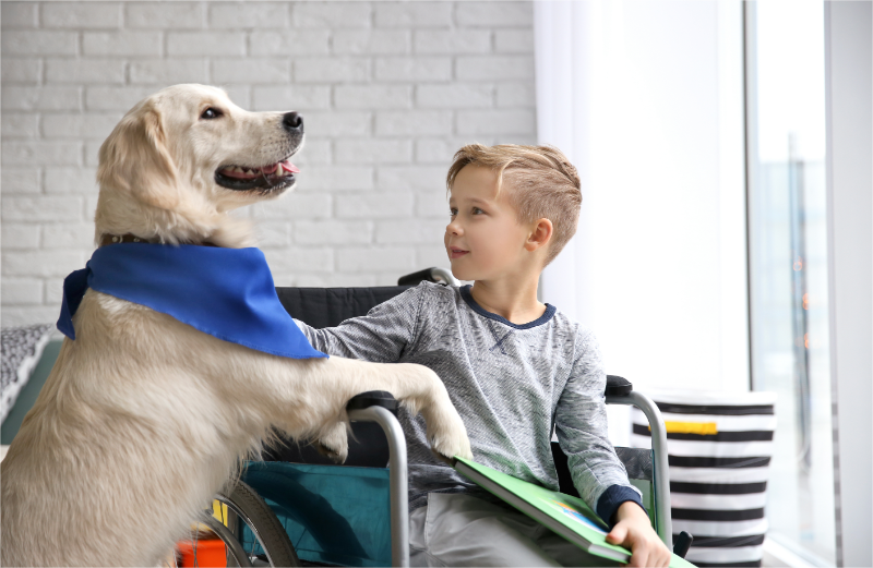 A Guide to Service Dog Fundraising | *spotfund