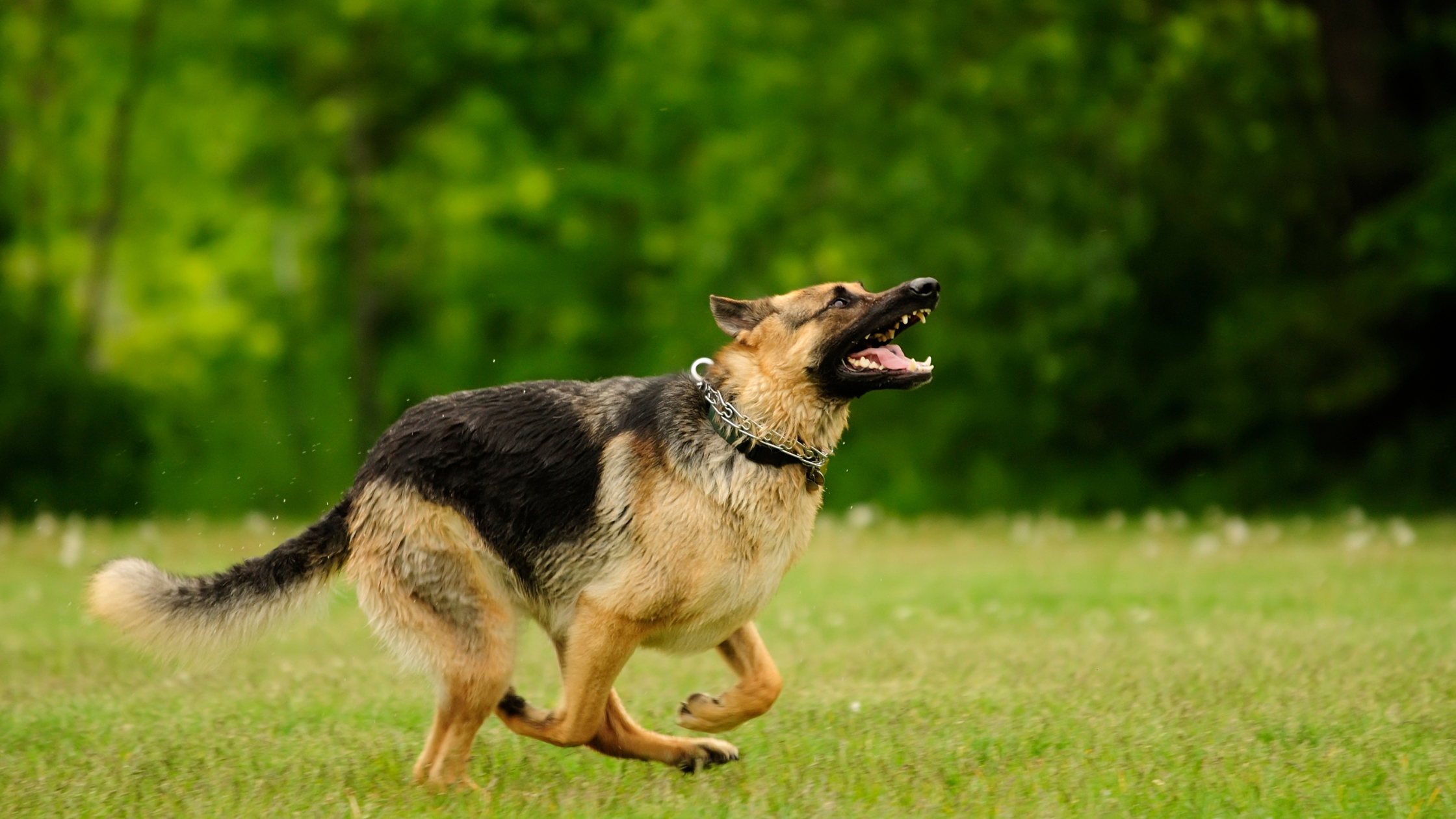 German Shepherd Dog - FurLyfe!