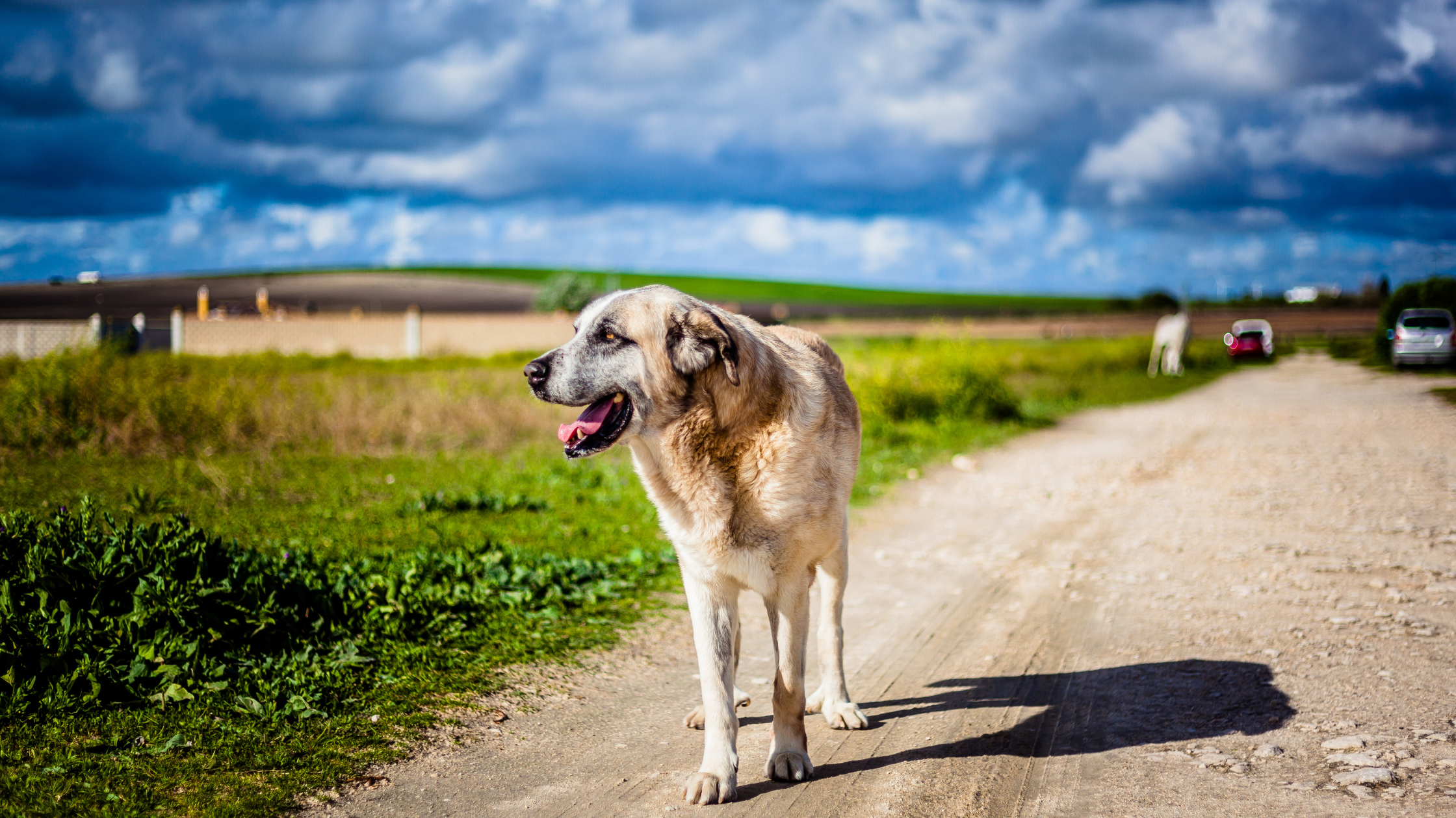 Rafeiro do Alentejo - FurLyfe!