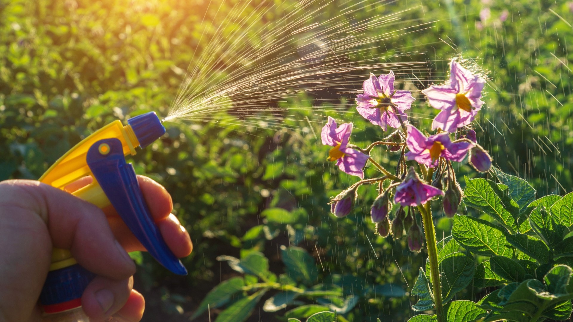 How to Get Rid of Beetles: Tips and Strategies - DIY Pest Control