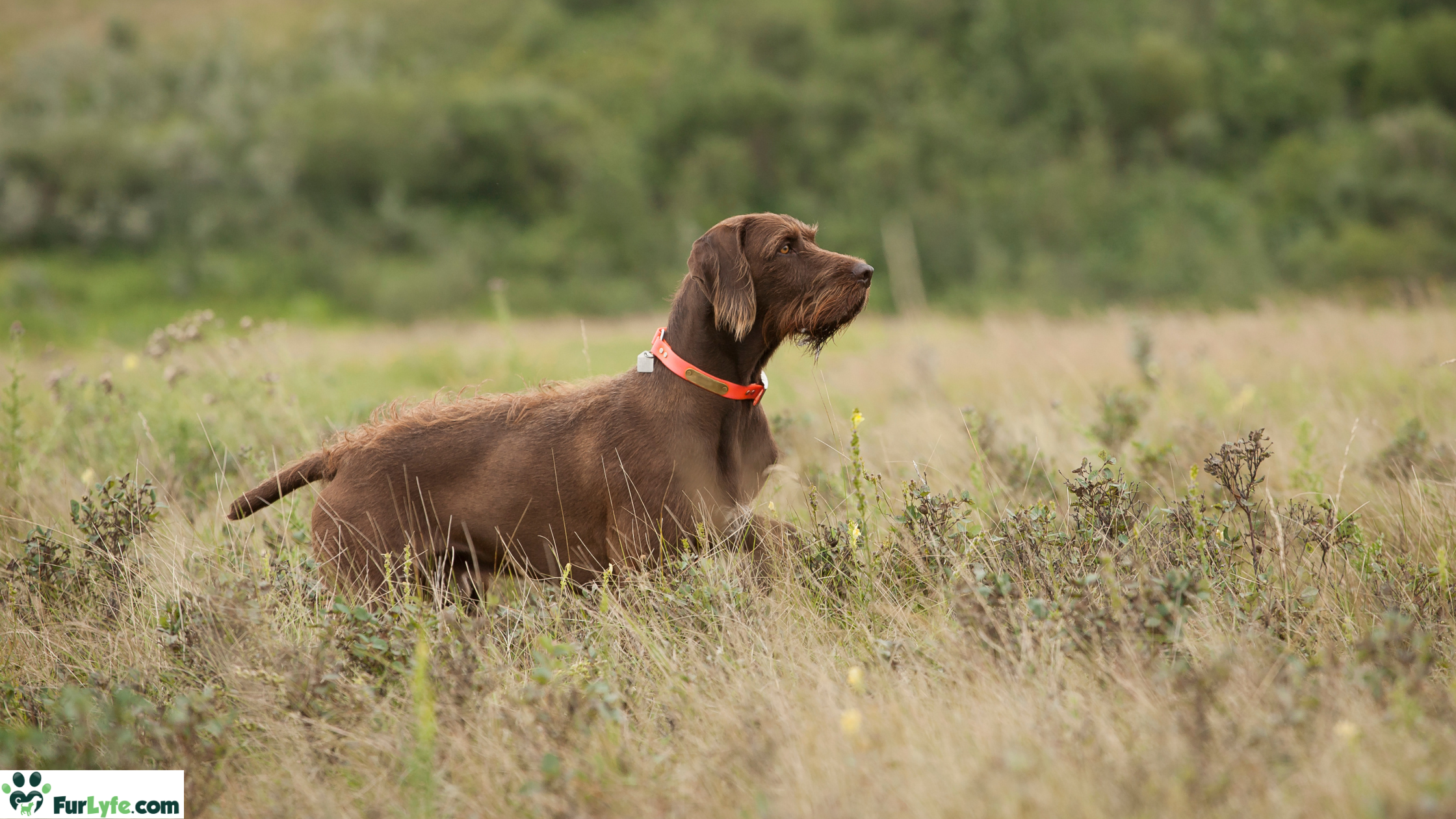 Pudelpointer - FurLyfe!