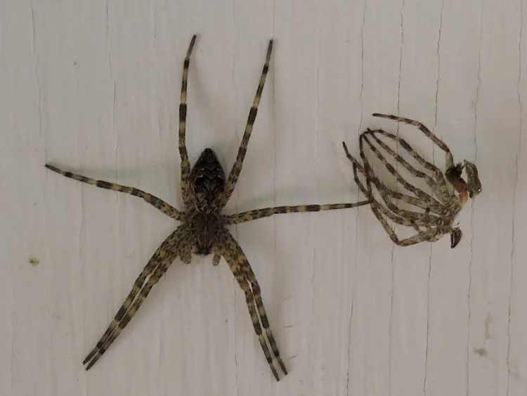 Unveiling the Arachnid Anatomy: Do Spiders Possess Bones?