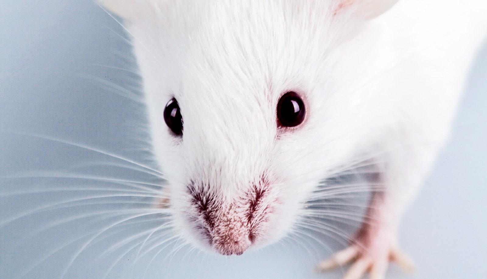 The Anatomy of Mice: A Comprehensive Look