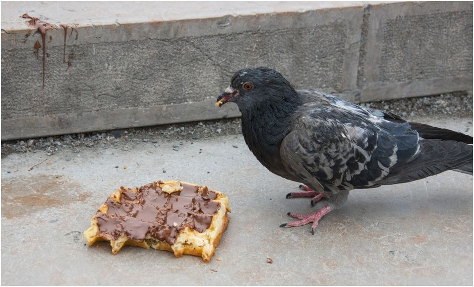 Pondering Pigeons: Unveiling the Symbolism