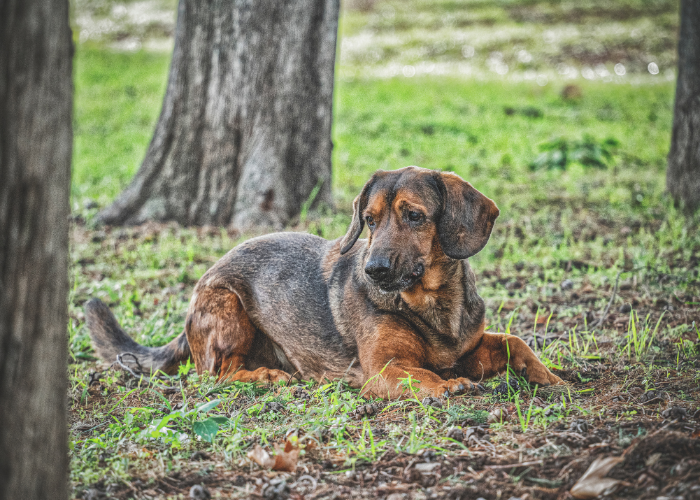Discover The 5 Best Austrian Dog Breeds (With Pictures)