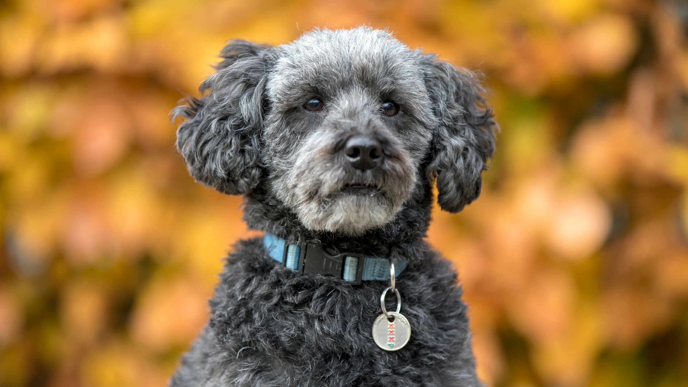Schnoodle: The Perfect Poodle-Schnauzer Mix for Your Family - FurLyfe!