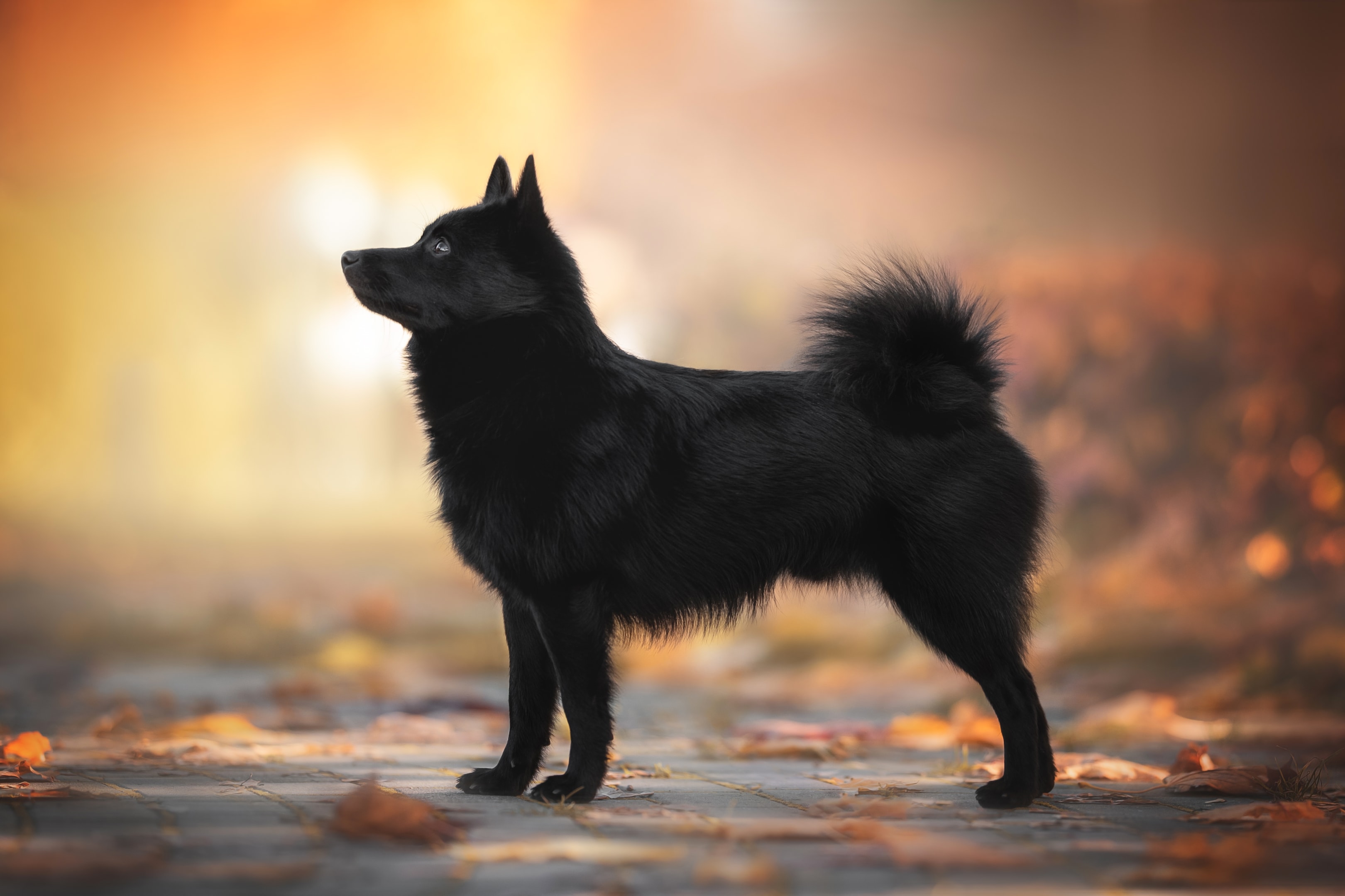 Schipperke - FurLyfe!