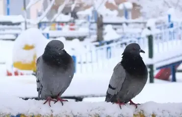 Pigeons and Cold Weather Survival: Expert Insights