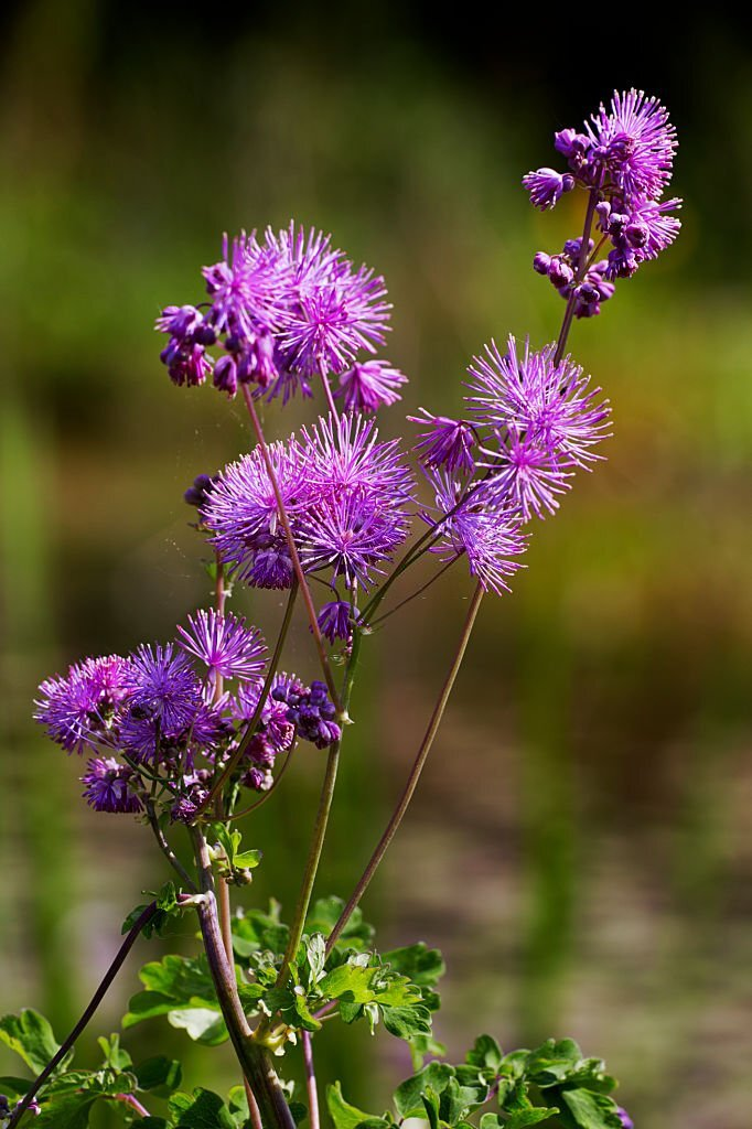 🌹20 Exquisite Flowers that Start with K