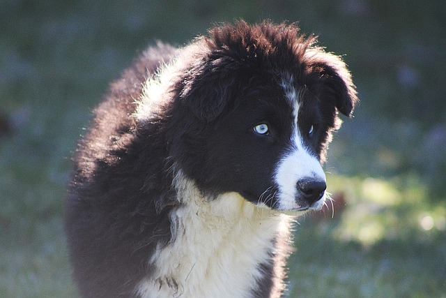 Yakutian Laika - FurLyfe!